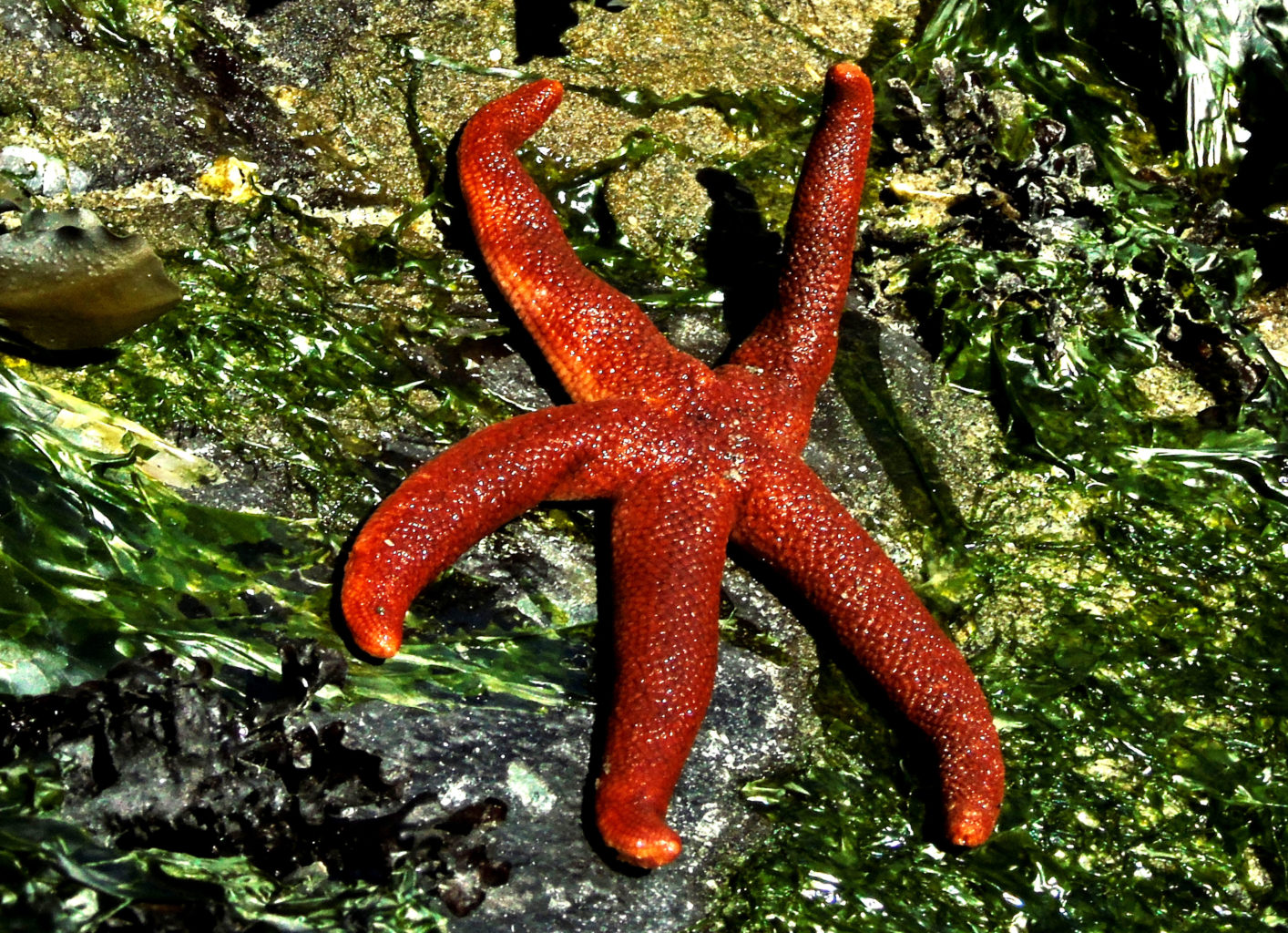 1049 Pacific Blood Star Jigsaw Puzzle – Piece by Piece Puzzle Company